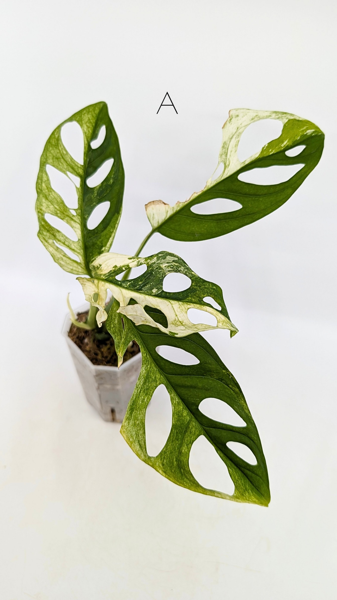 Monstera Adansonii Albo Varigated — The Leaf Gallery