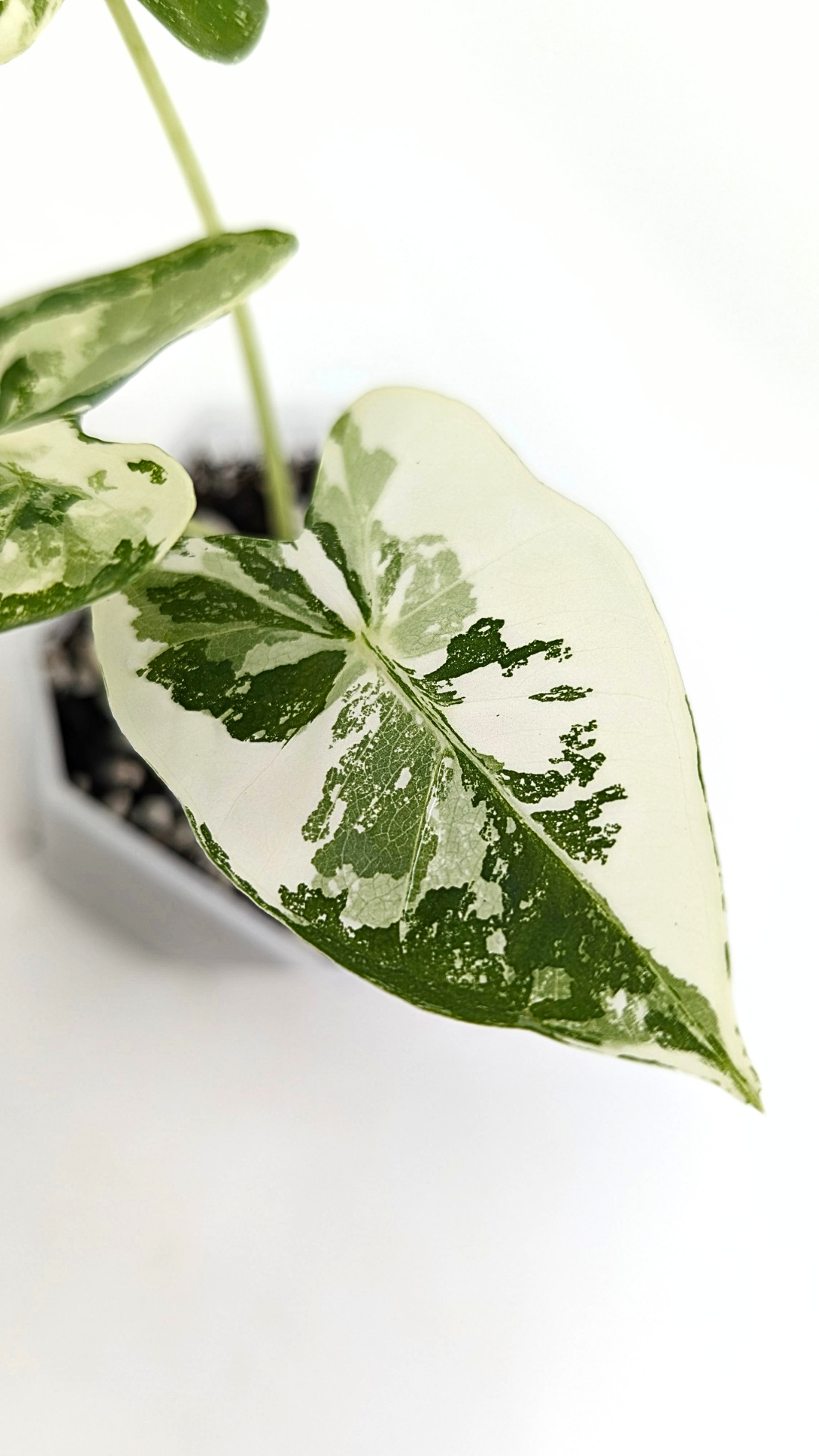 Alocasia Frydek Variegated — The Leaf Gallery