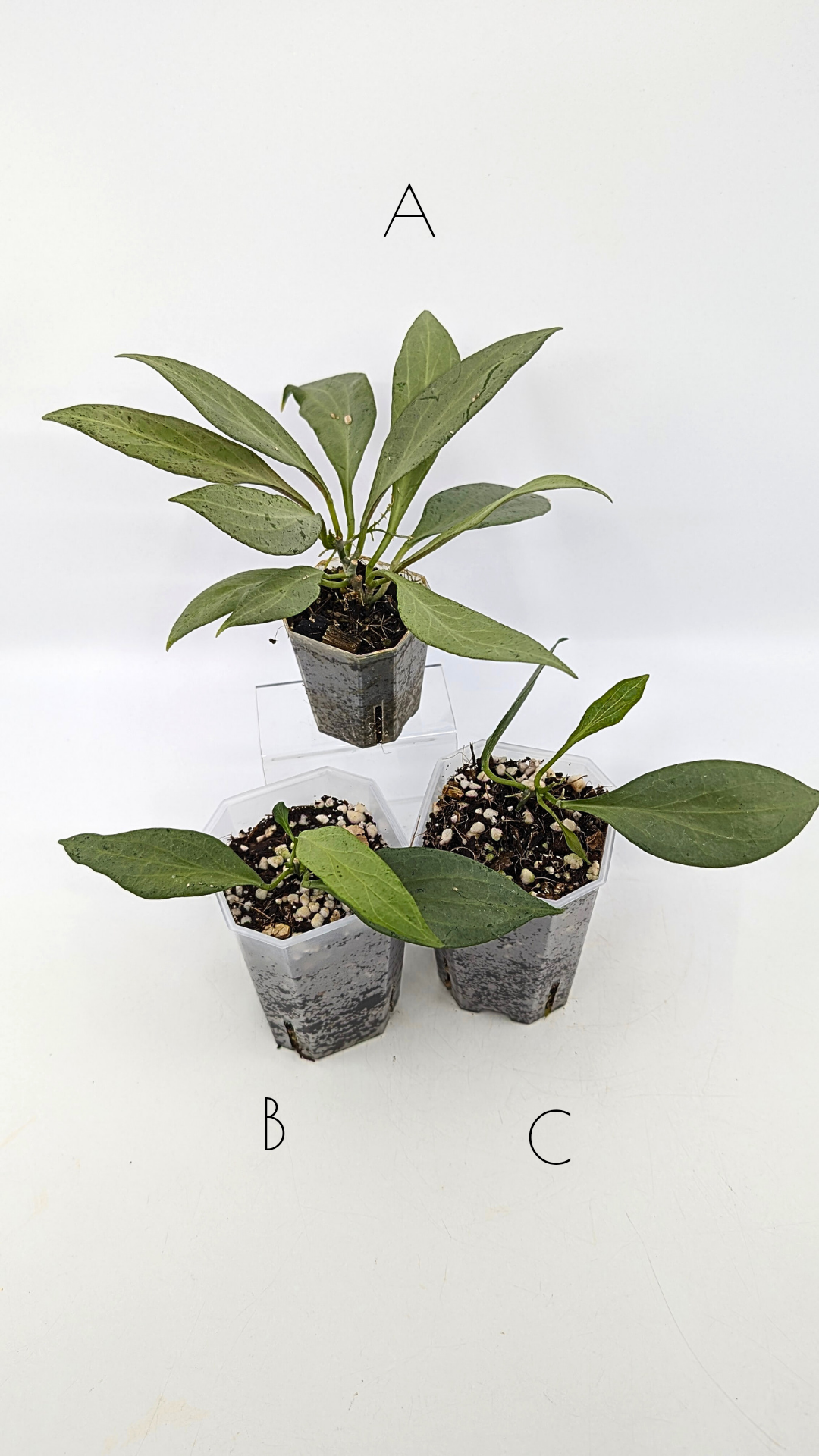 Hoya Nicholsoniae New Guinea Ghost — The Leaf Gallery