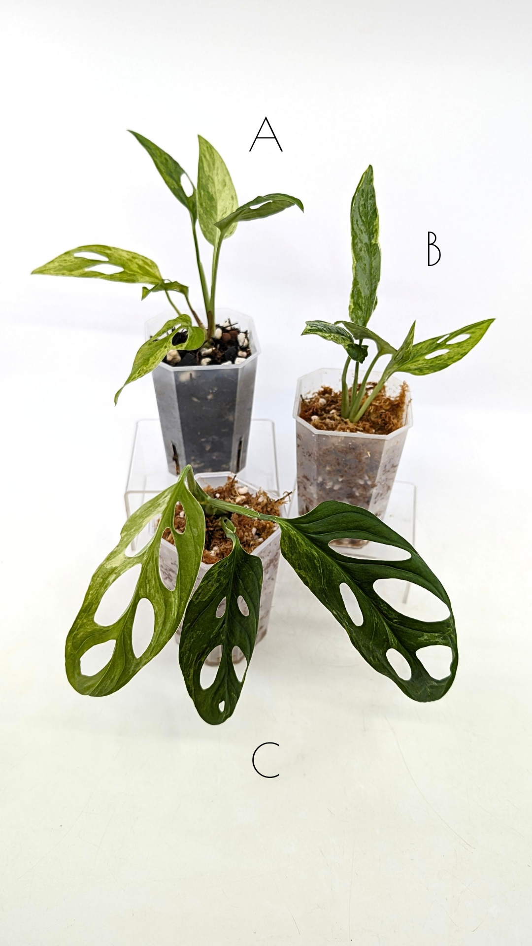 Monstera Adansonii Mottled Mint Varigation Indonesian Form — The Leaf ...