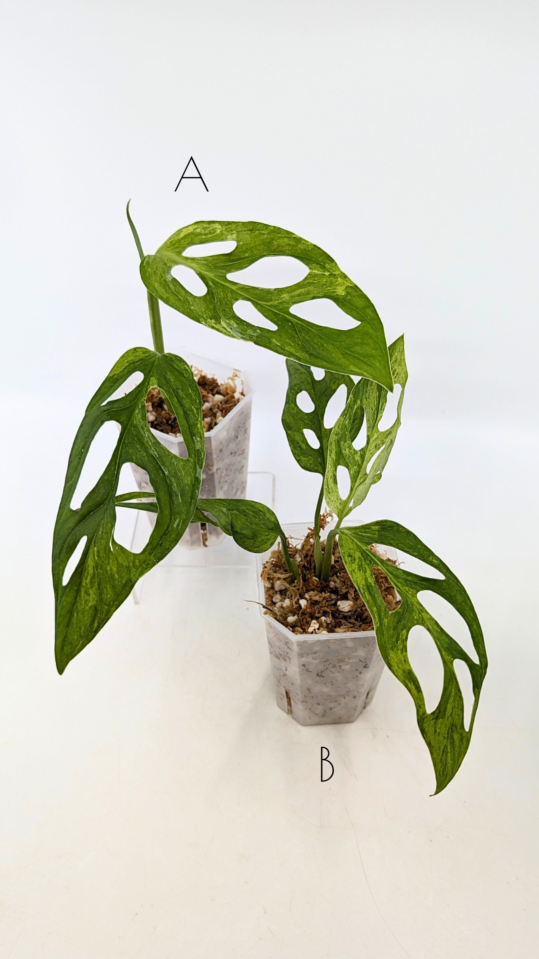 Monstera Adansonii Indonesia Form Mottled Mint Varigated — The Leaf Gallery