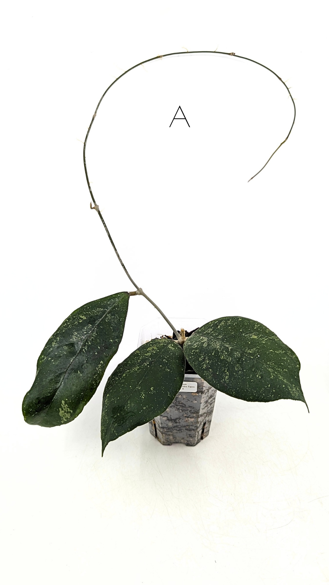 Hoya sp Chicken Farm — The Leaf Gallery