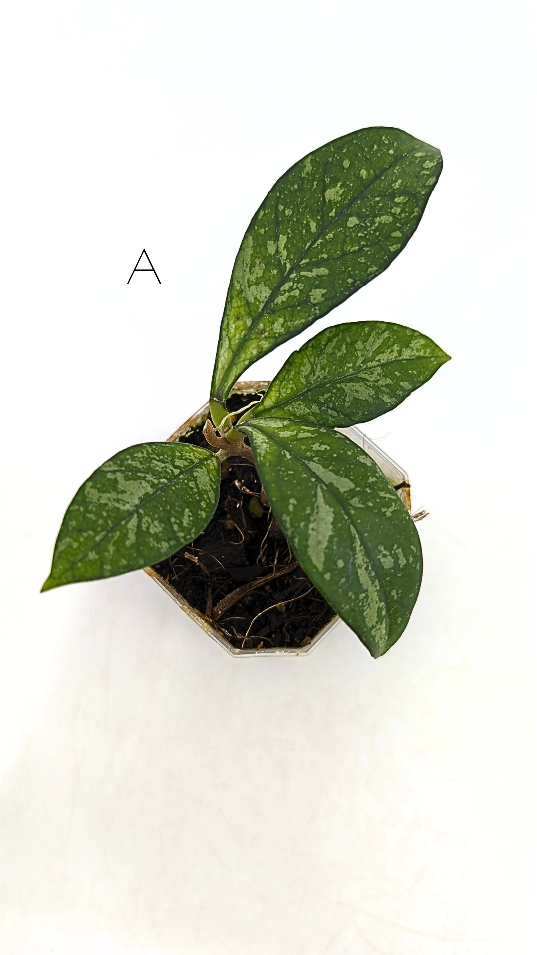 Hoya Crassipetiolata Splash — The Leaf Gallery