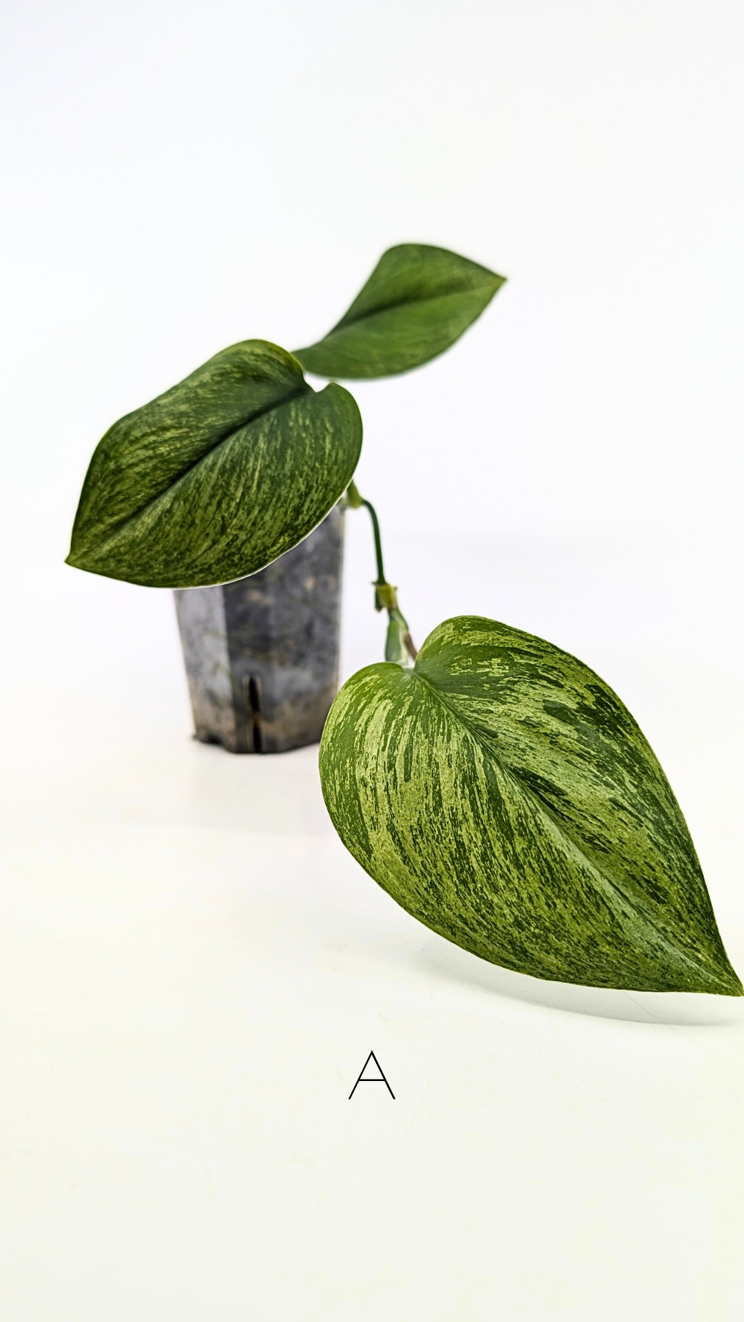 Scindapsus Treubii Moonlight Mint Varigated — The Leaf Gallery