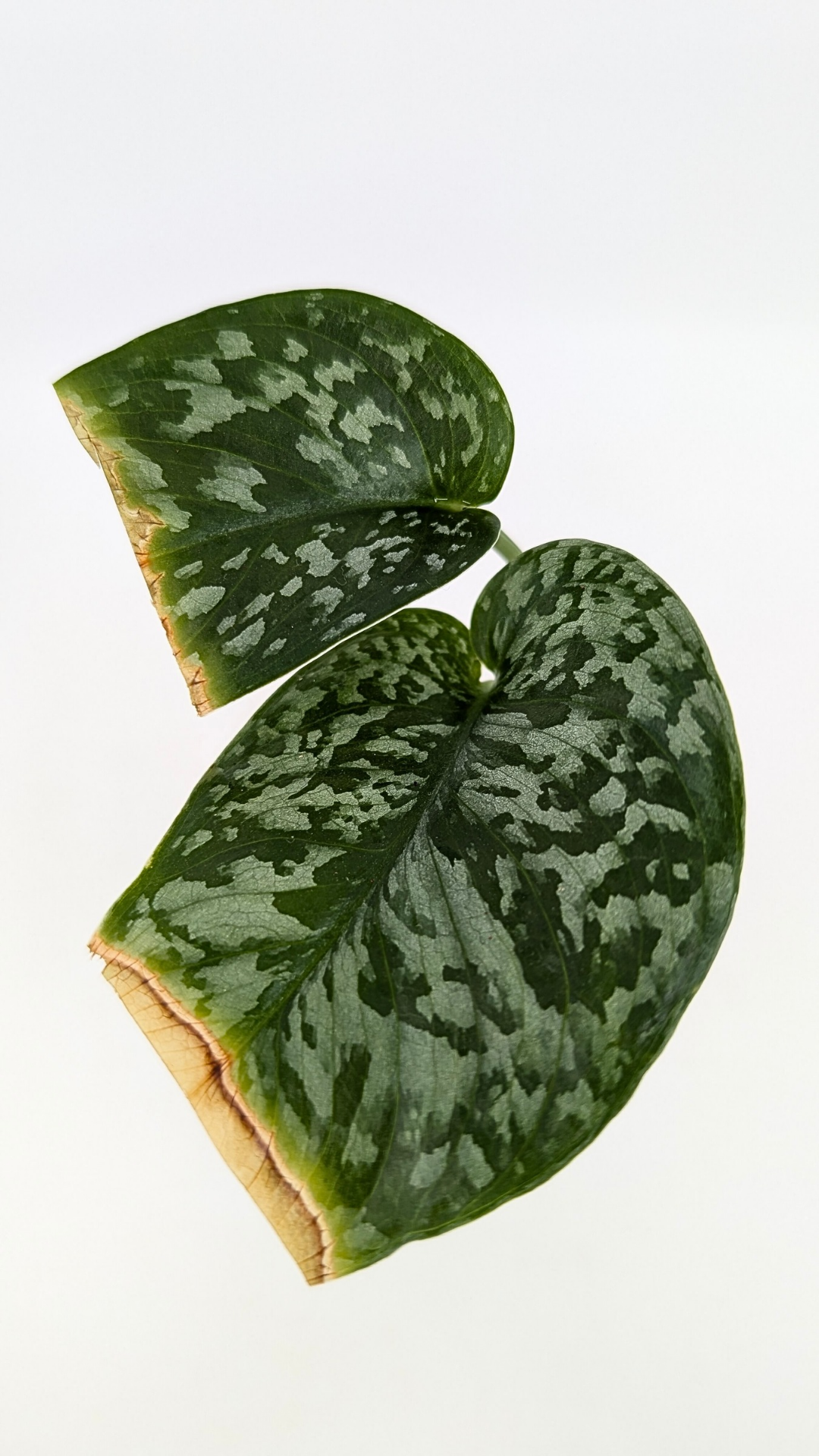 Scindapsus Dark Splash — The Leaf Gallery