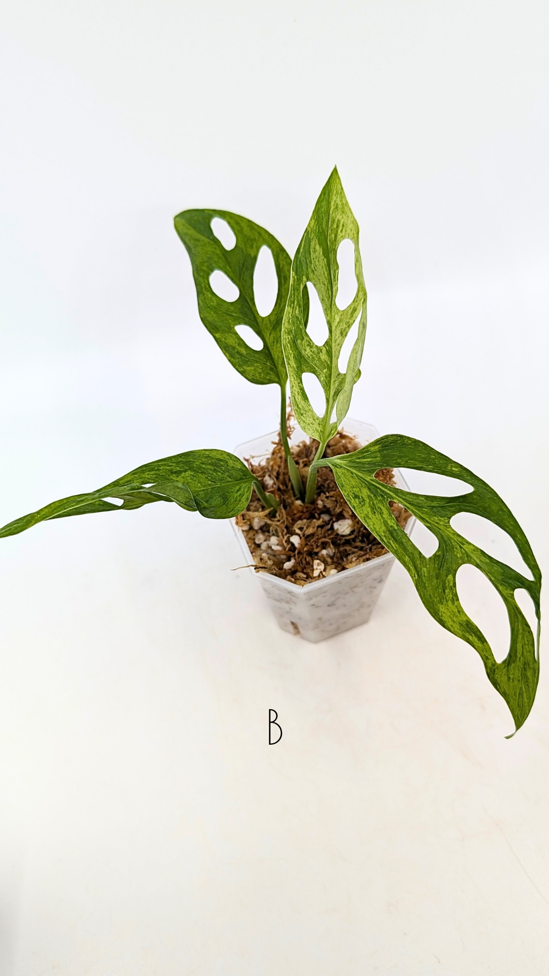 Monstera Adansonii Indonesia Form Mottled Mint Varigated — The Leaf Gallery