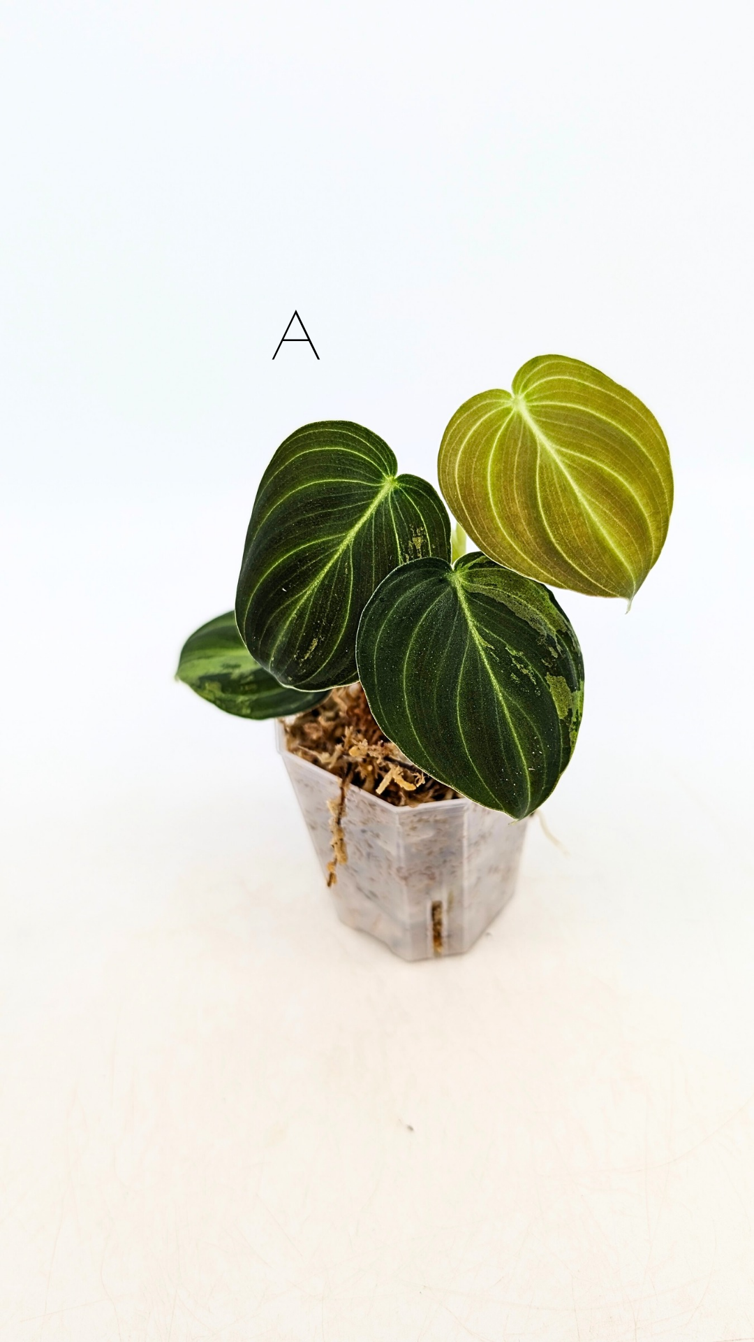 Rare Plants — The Leaf Gallery