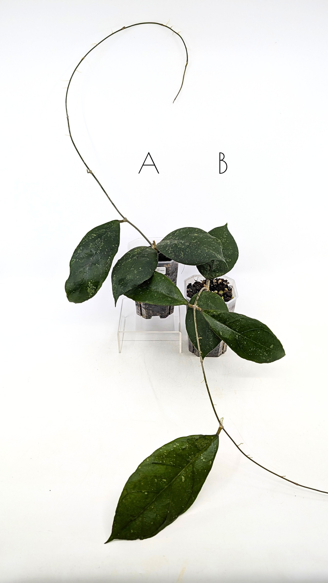 Hoya sp Chicken Farm — The Leaf Gallery