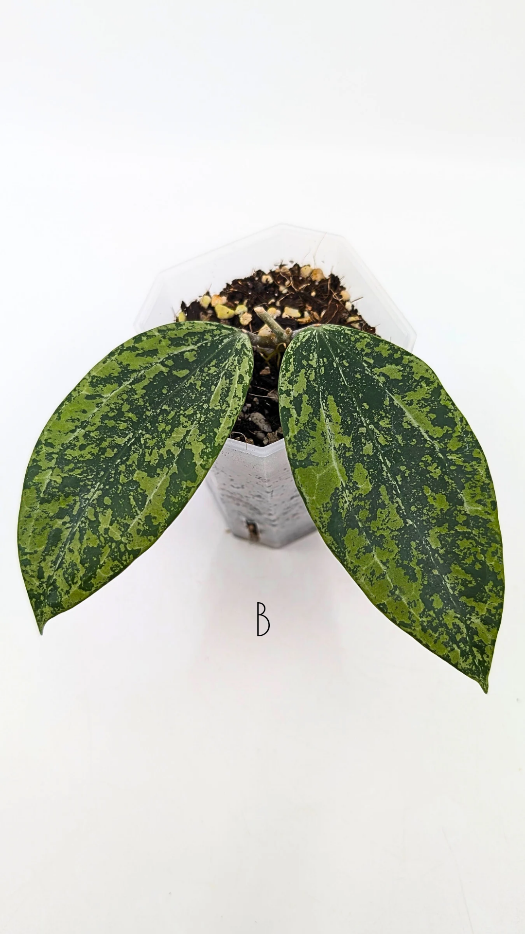 Hoya Rangsan — The Leaf Gallery