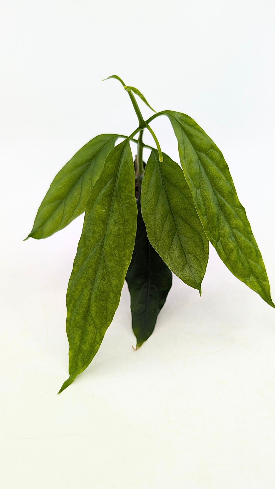 Hoya Decipulae — The Leaf Gallery