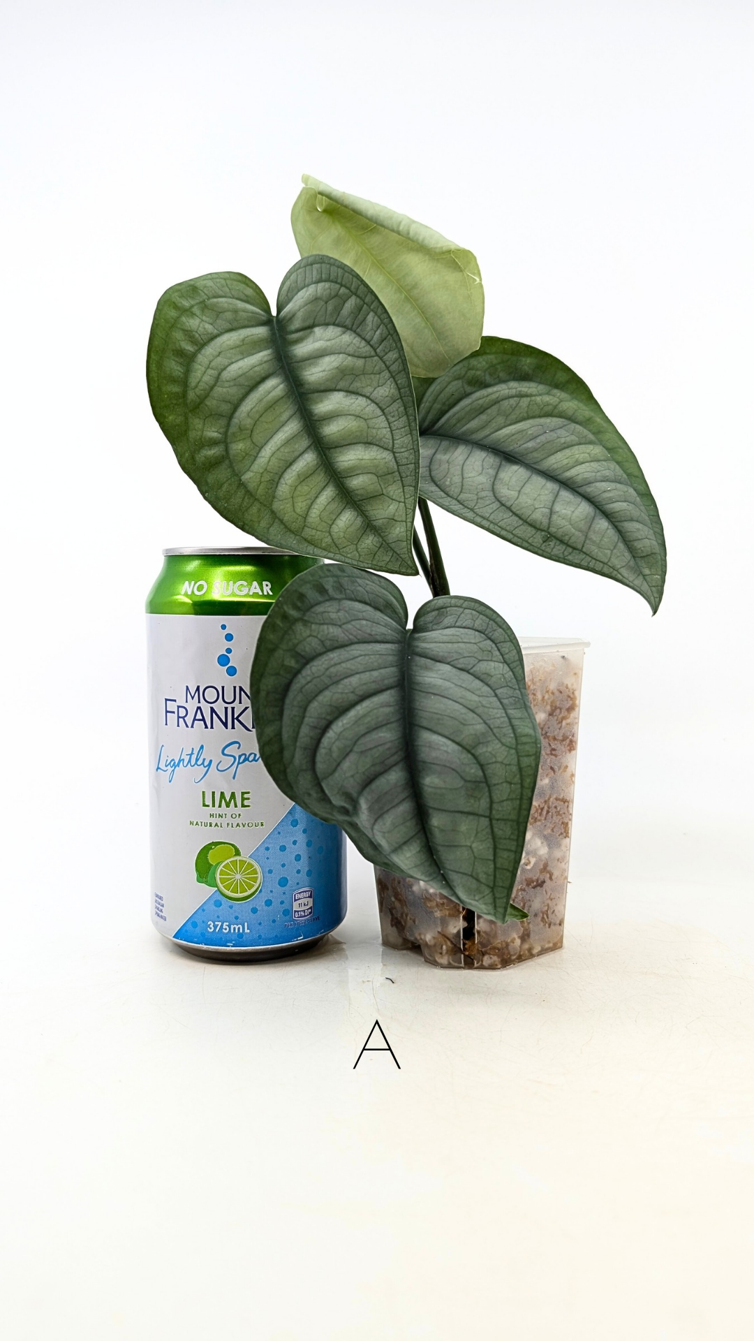 Anadendrum Affine — The Leaf Gallery