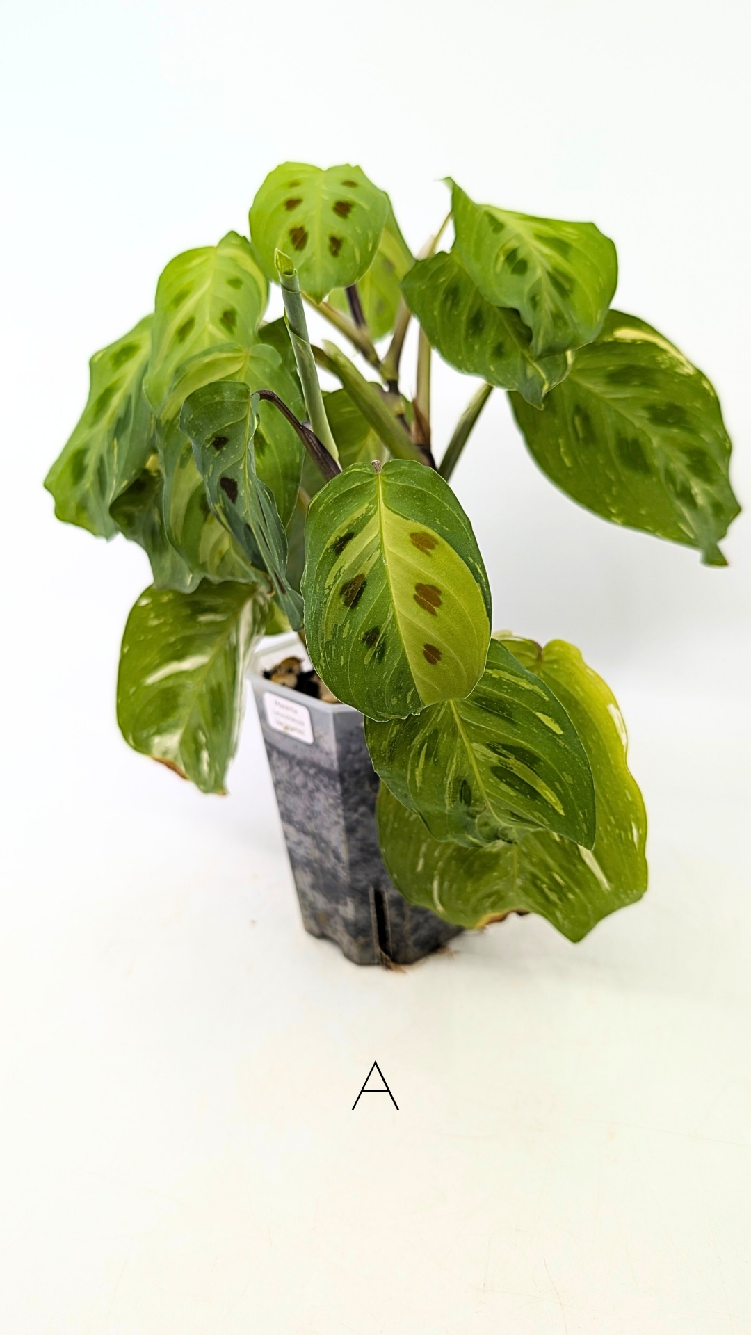 Maranta Leuconeura Variegated — The Leaf Gallery