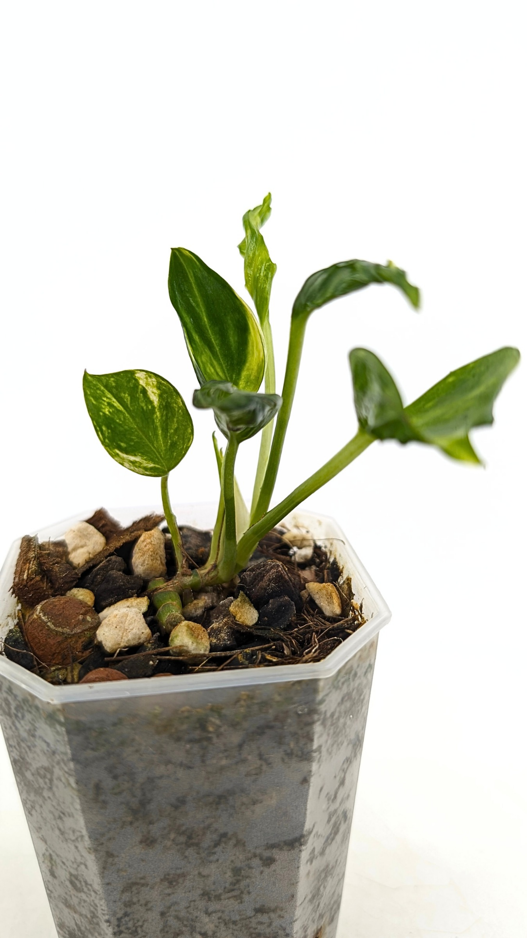 Epipremnum Shangri La Varigated — The Leaf Gallery