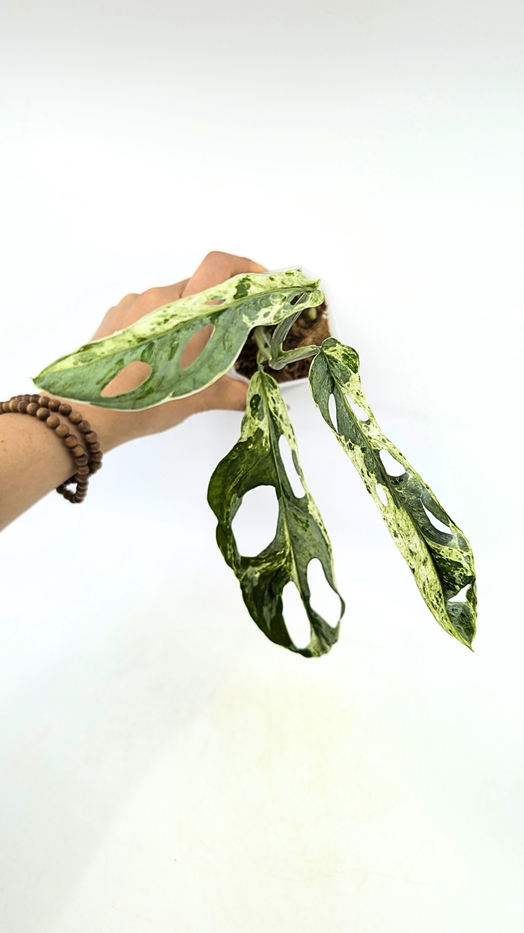 Monstera Adansonii Mint Mottled Variegation — The Leaf Gallery