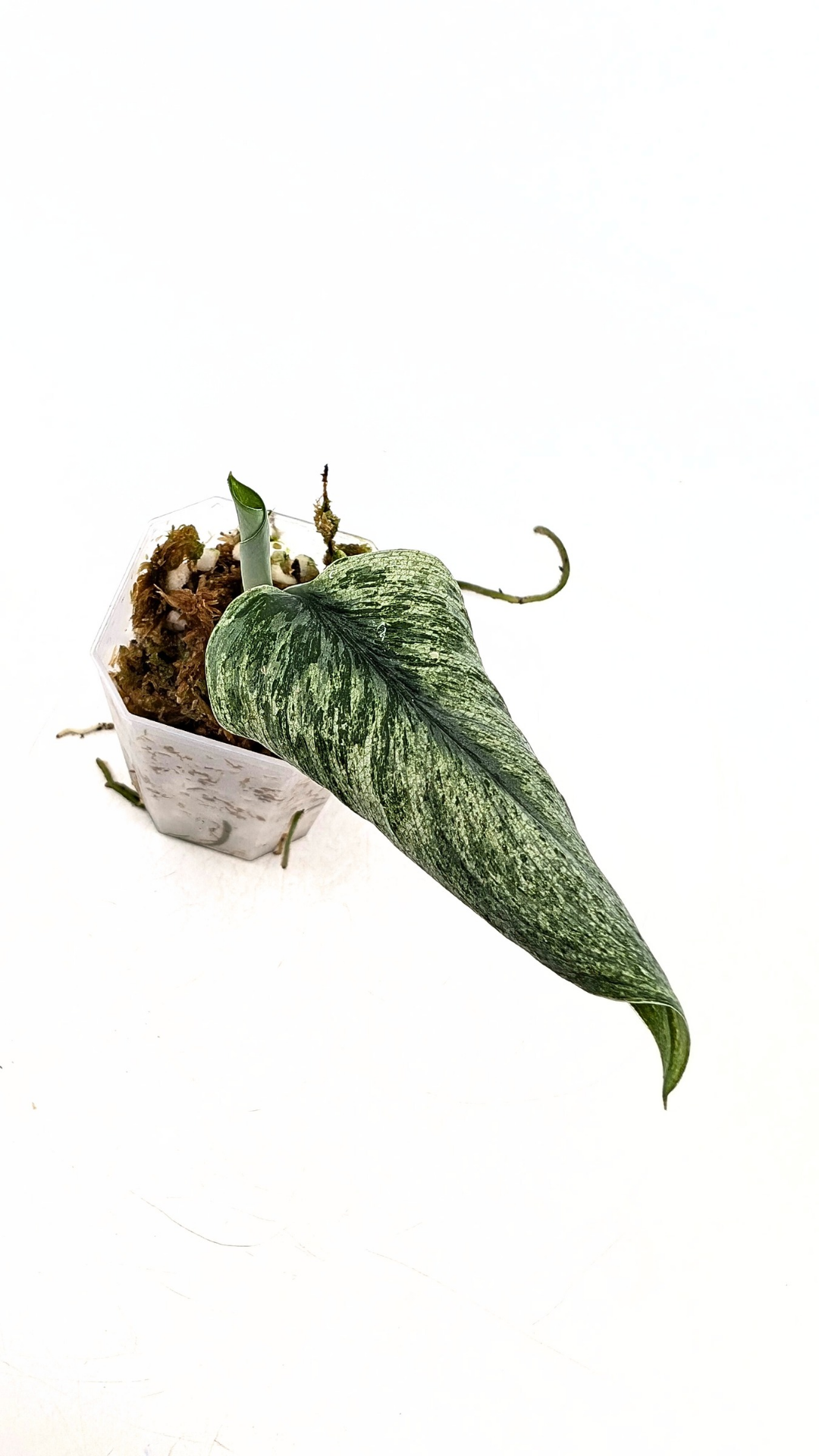 Scindapsus Treubii Moonlight Mint Varigated — The Leaf Gallery