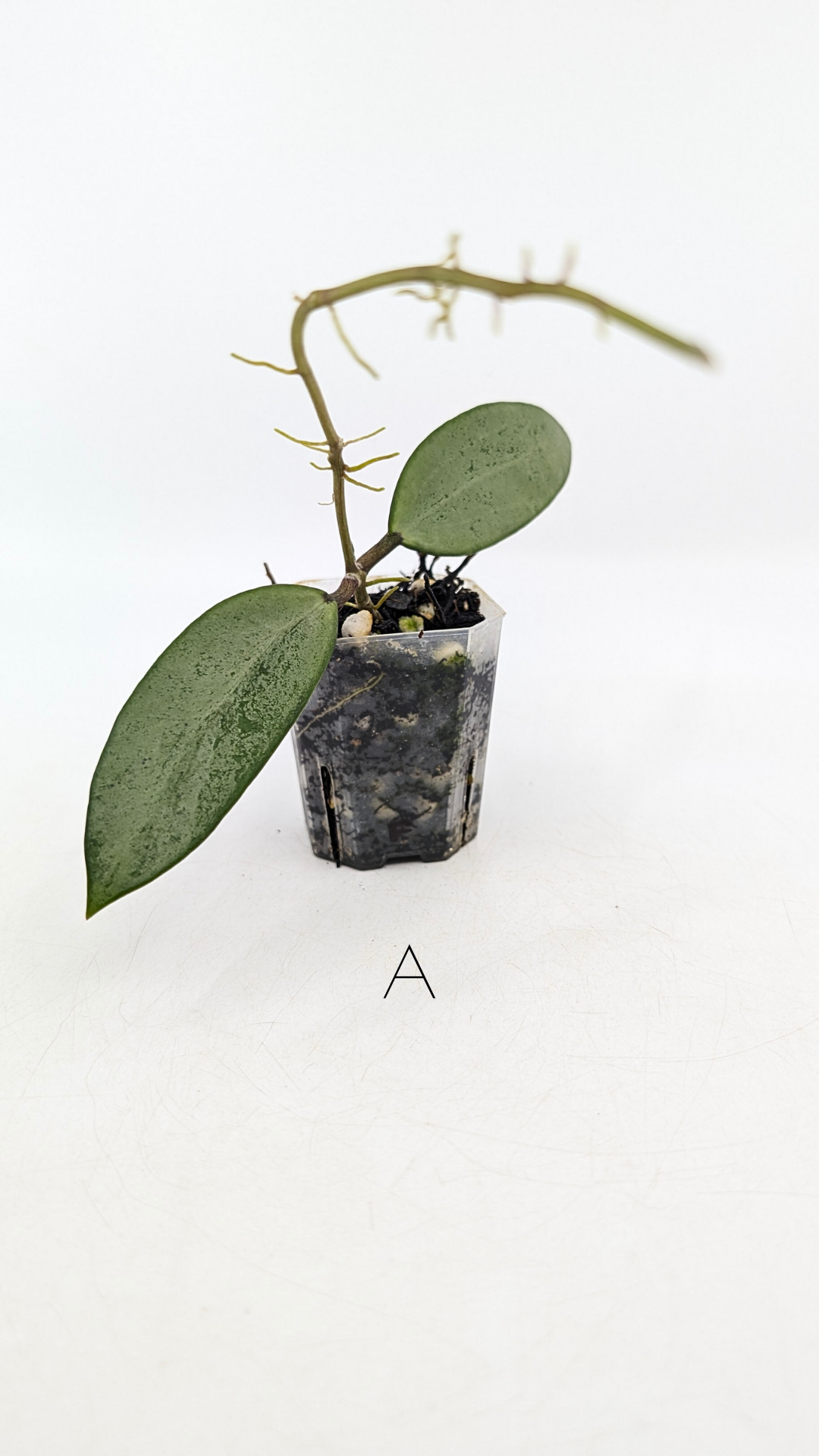 Hoya Silver Lady also known as Hoya Xiao Jie — The Leaf Gallery