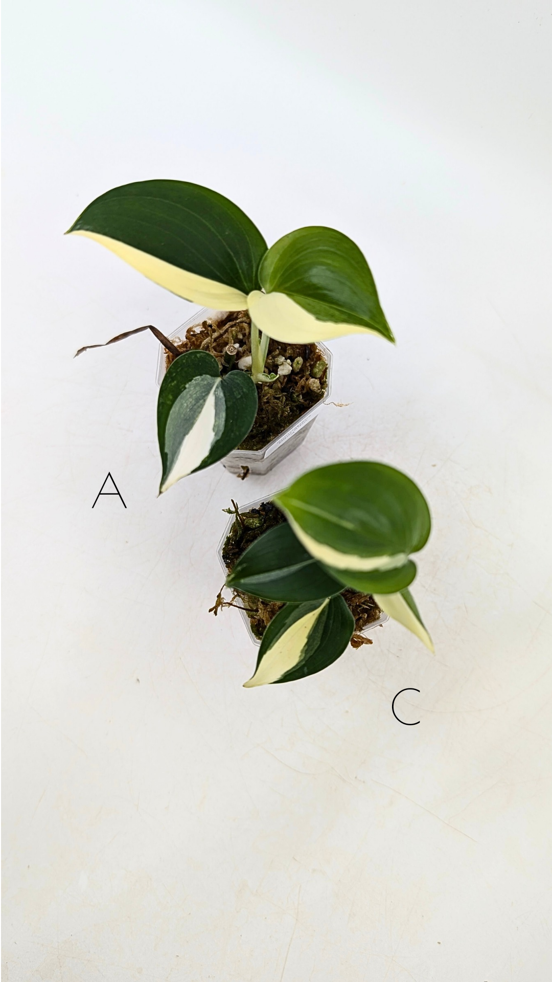 Scindapsus Blue Albo Varigated — The Leaf Gallery