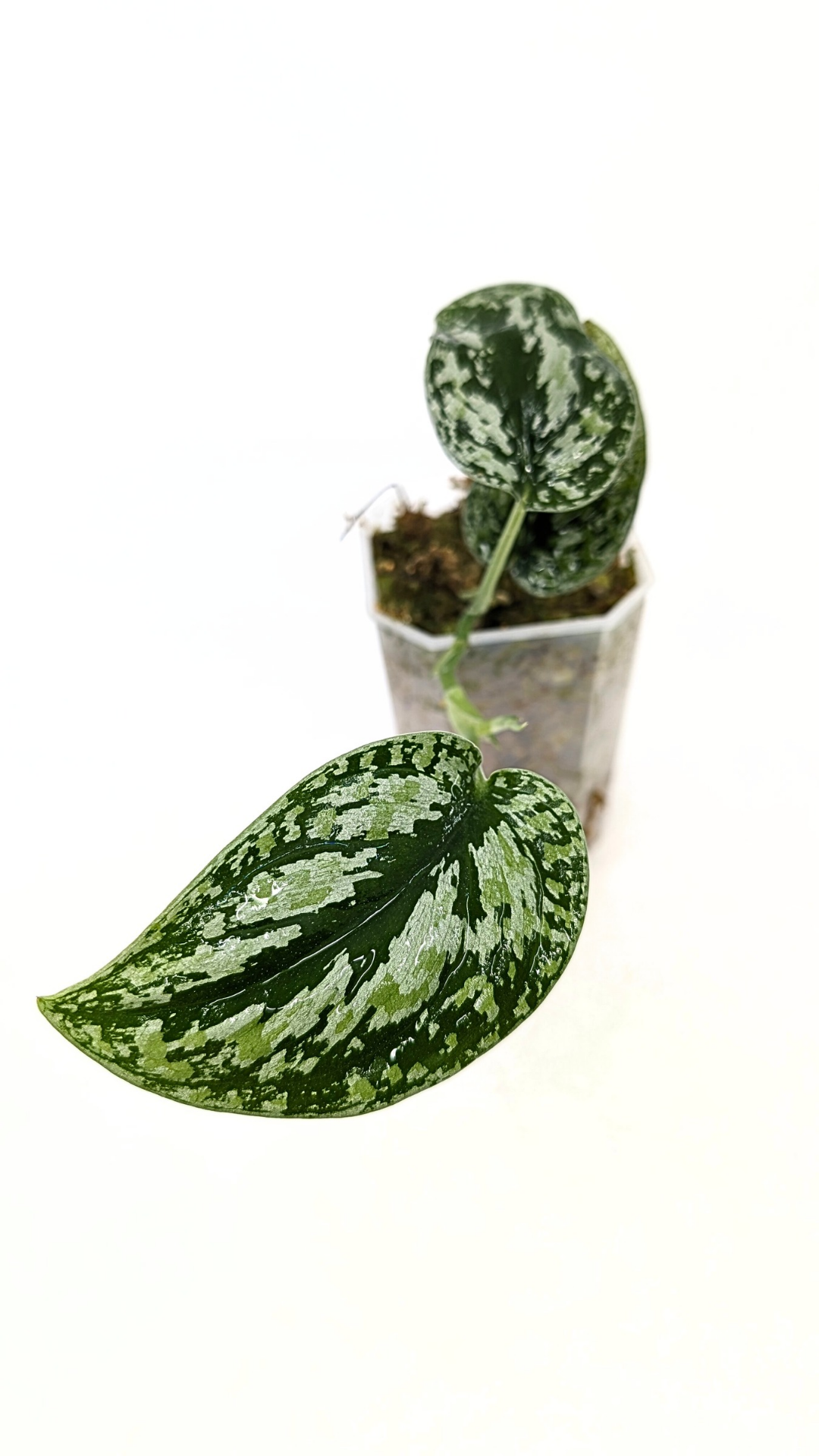 Scindapsus Dark Silver Tricolour — The Leaf Gallery