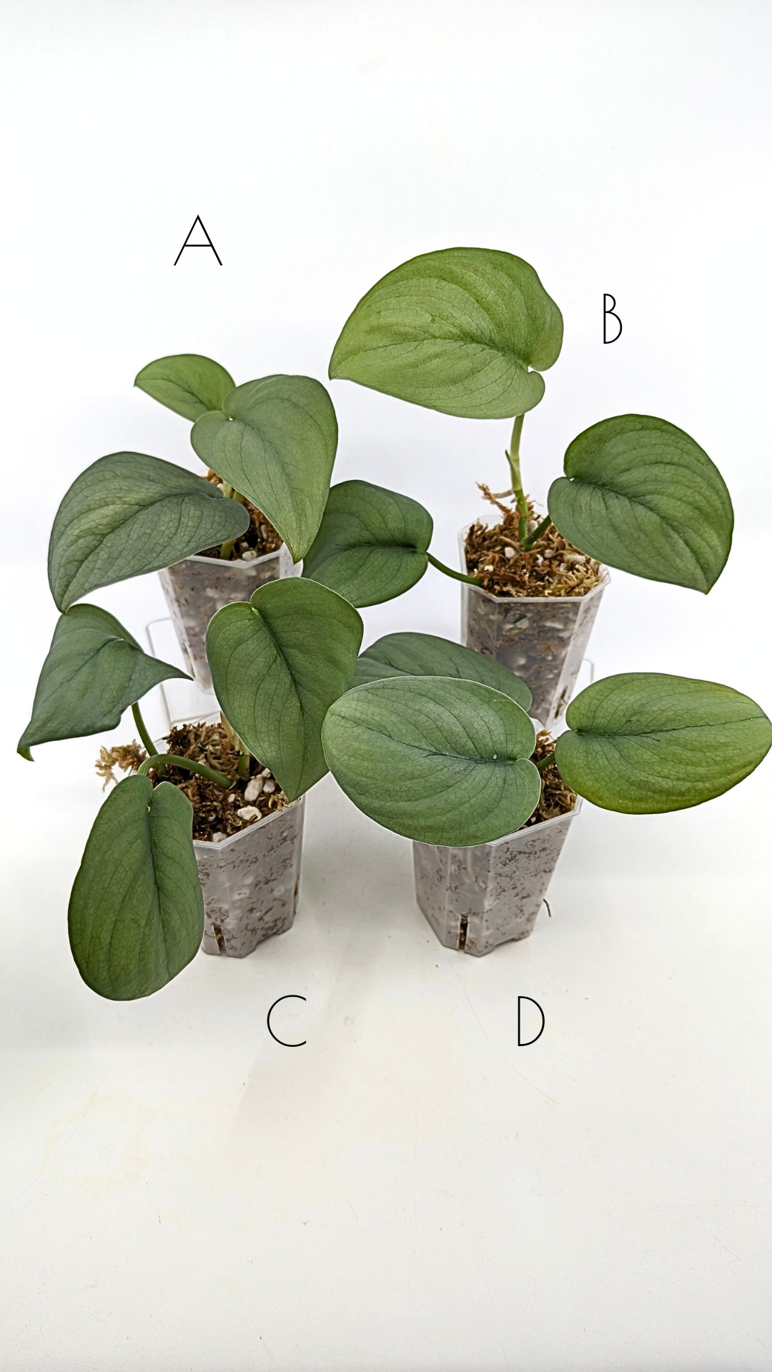 Scindapsus Platinum — The Leaf Gallery