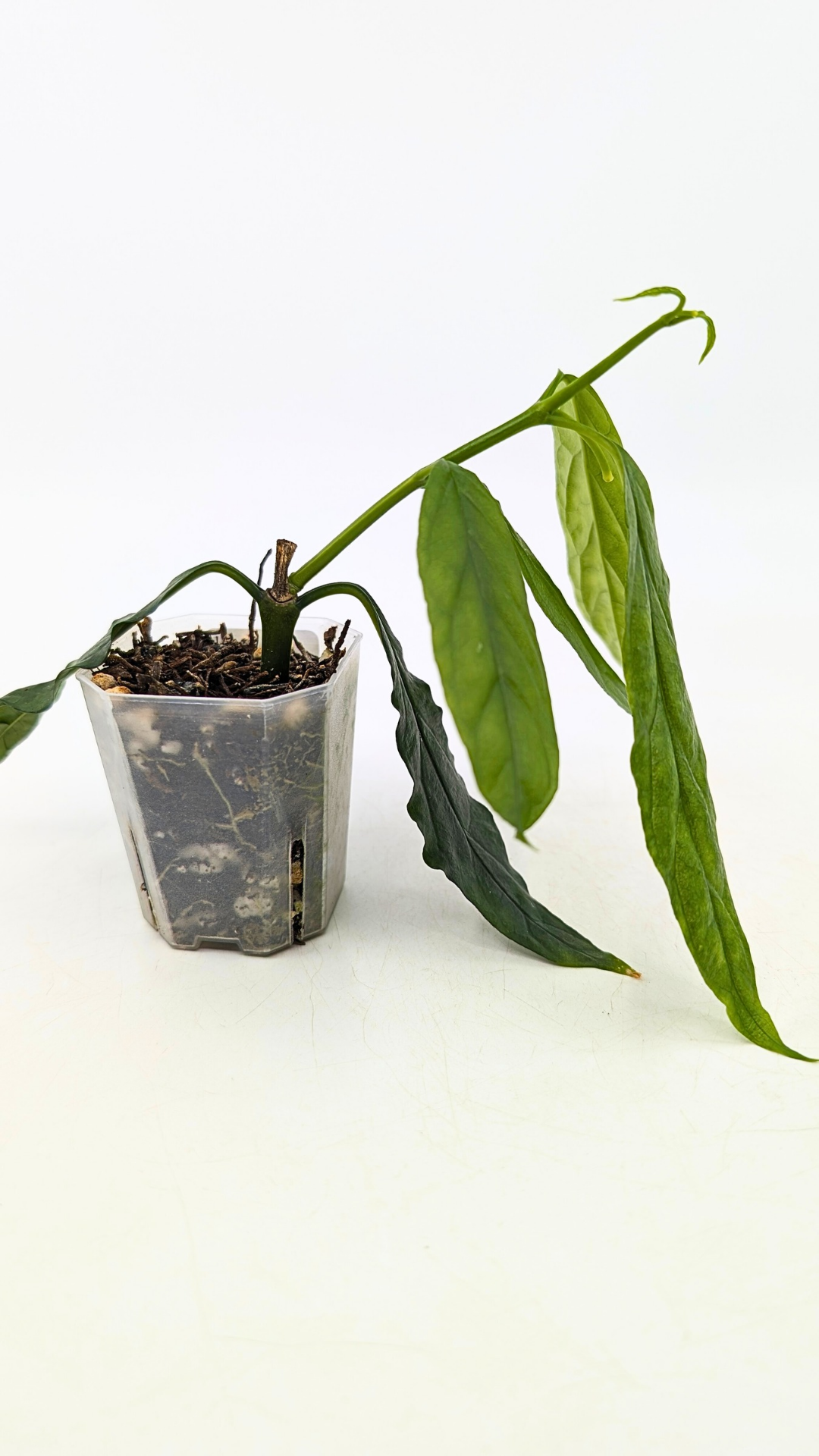 Hoya Decipulae — The Leaf Gallery