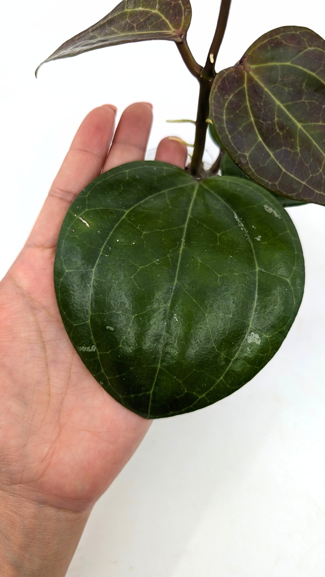 Hoya Sarawak — The Leaf Gallery
