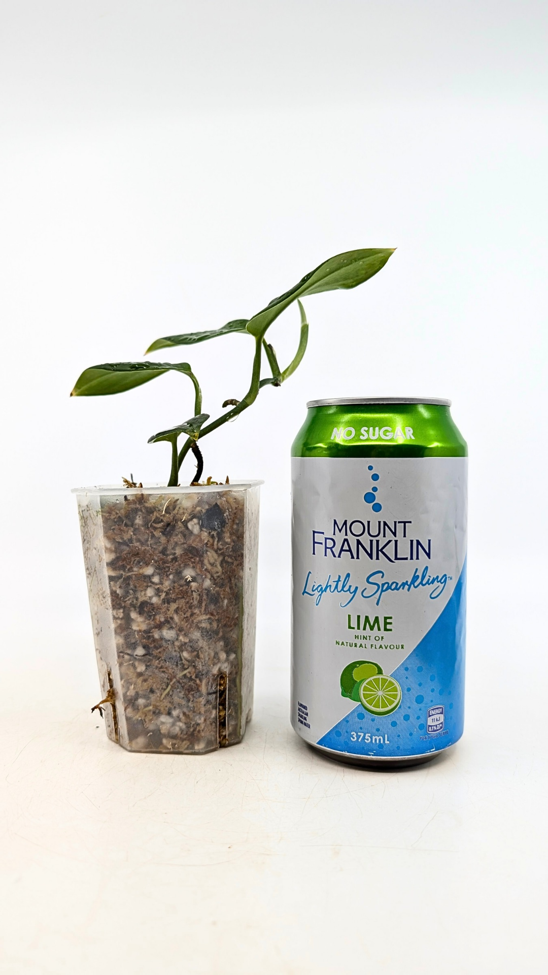 Scindapsus Treubii Moonlight Sp Sumatra — The Leaf Gallery