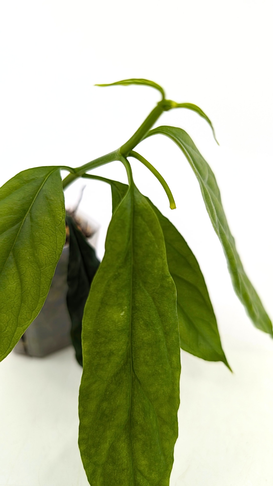 Hoya Decipulae — The Leaf Gallery