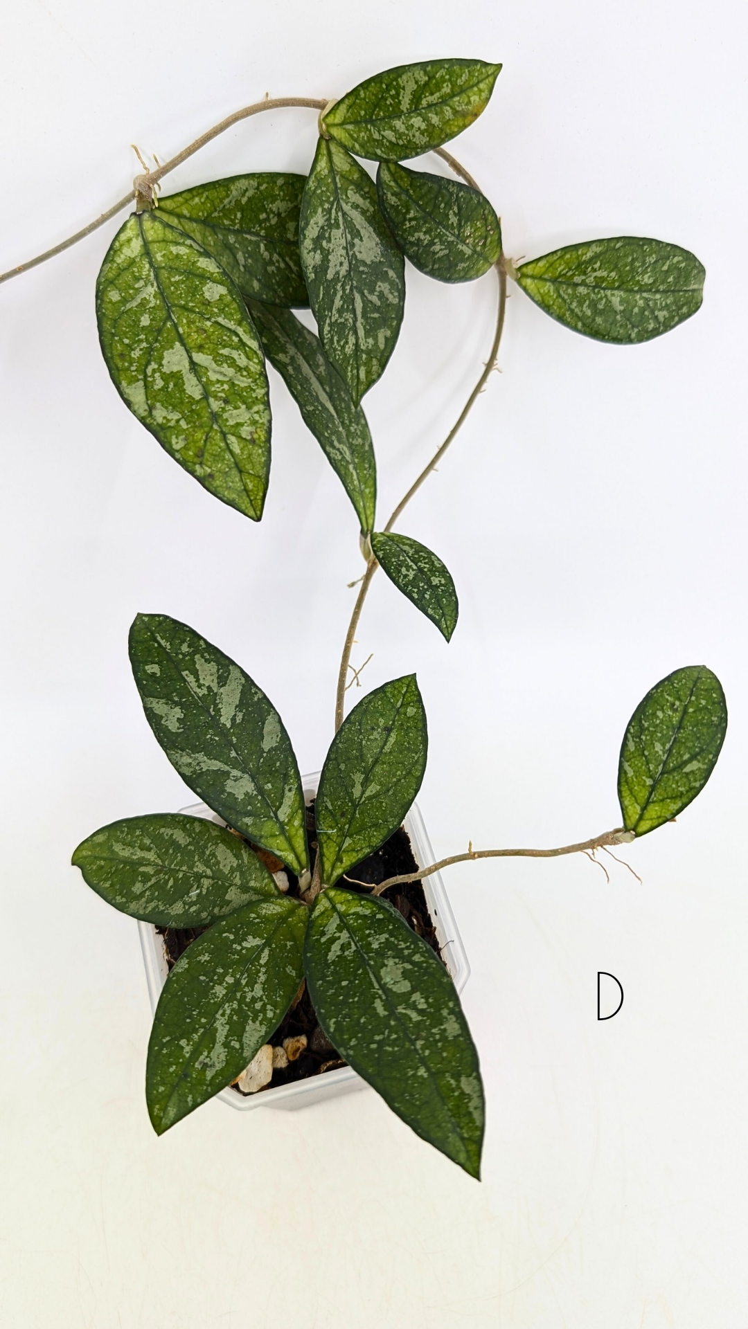 Hoya Crassipetiolata Splash — The Leaf Gallery