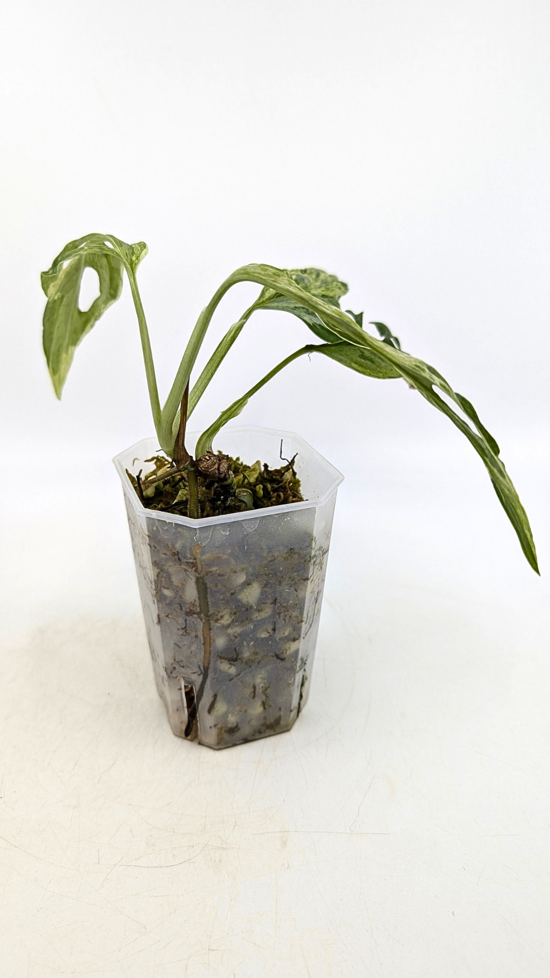 Monstera Adansonii Indonesia Form Mottled Mint Varigated — The Leaf Gallery