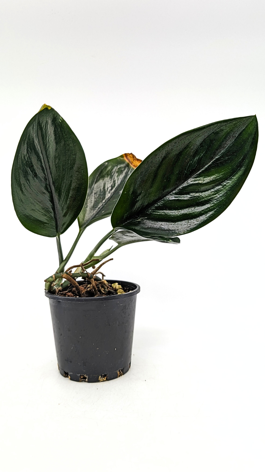 Scindapsus Treubii Dark Form — The Leaf Gallery