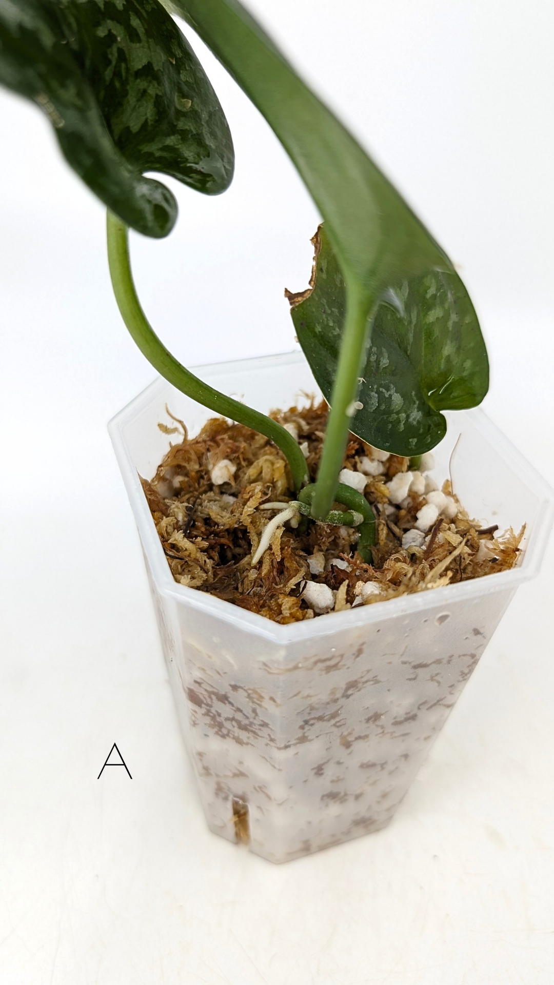 Scindapsus Dark Splash — The Leaf Gallery