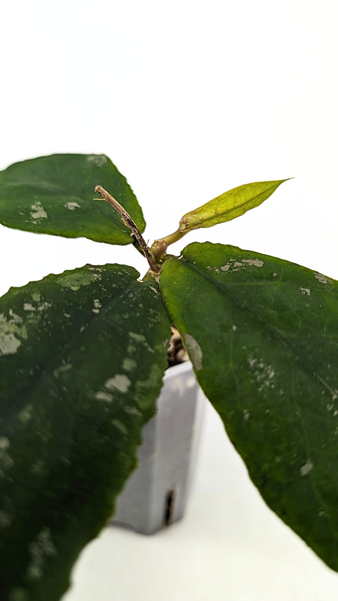 Hoya Undulata — The Leaf Gallery