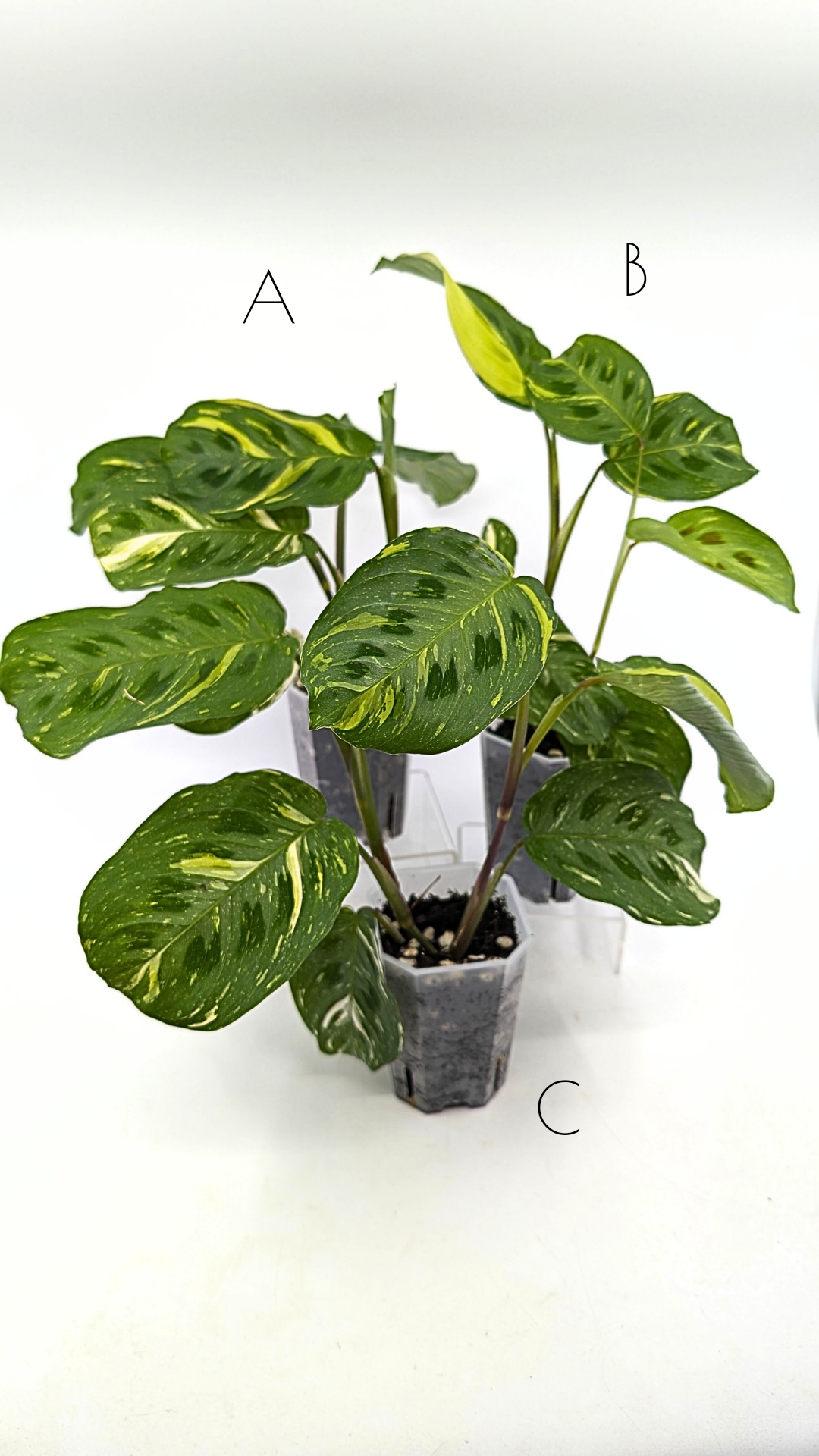 Maranta Leuconeura Variegated — The Leaf Gallery