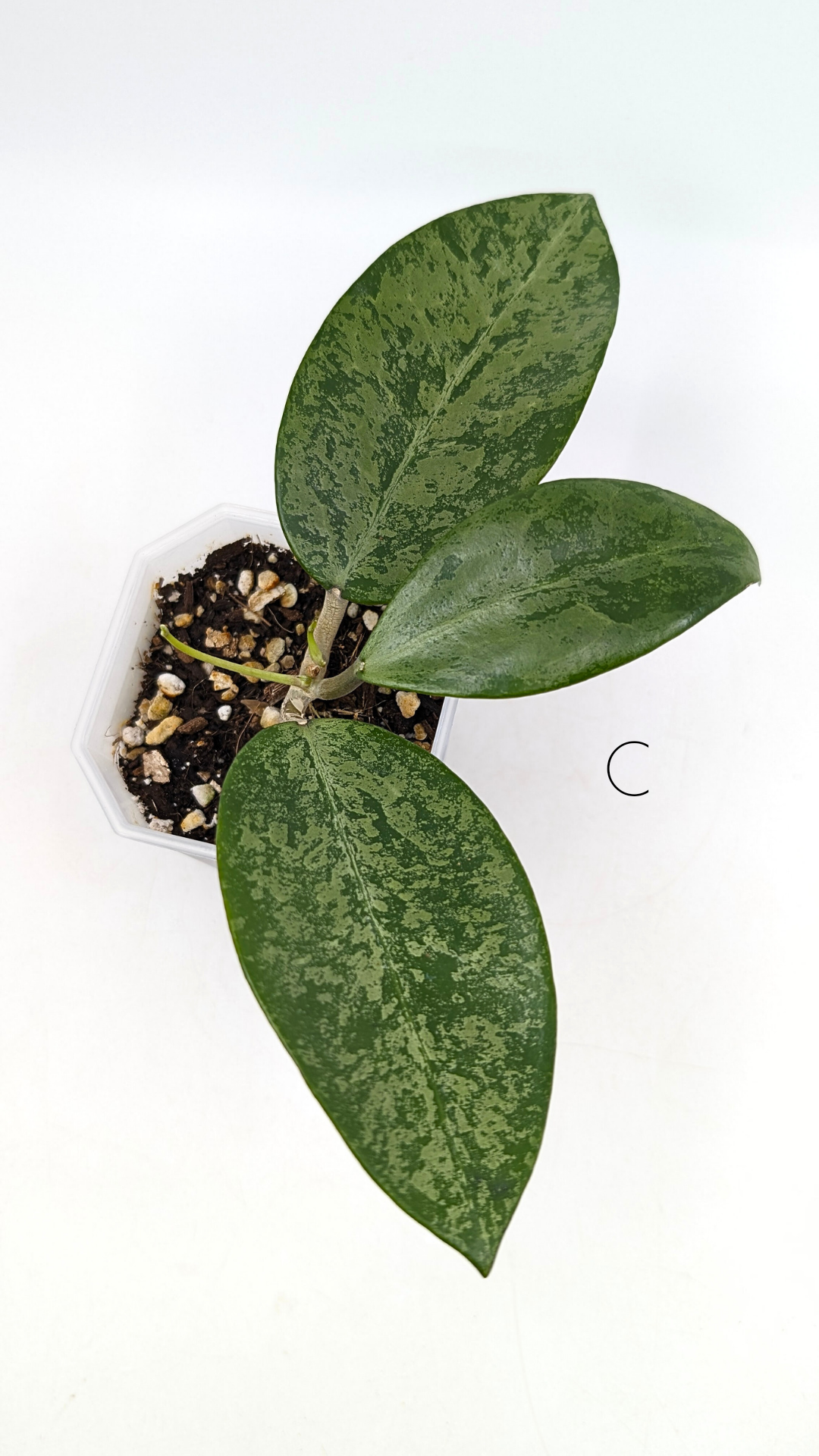 Hoya Rime Splash — The Leaf Gallery