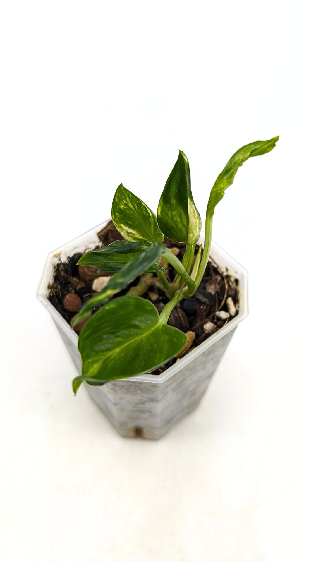 Epipremnum Shangri La Varigated — The Leaf Gallery