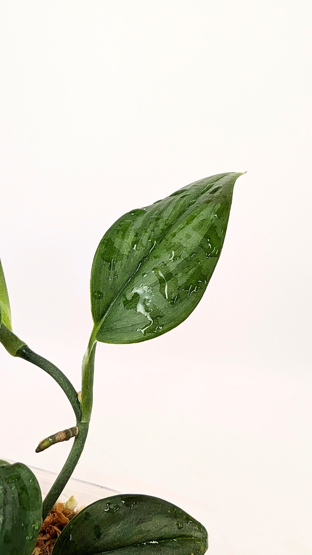 Scindapsus Treubii Moonlight Sp Sumatra — The Leaf Gallery