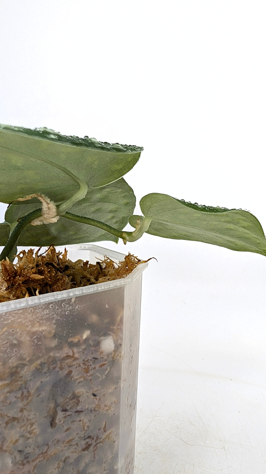Scindapsus Pictus Haask Snake Scale — The Leaf Gallery