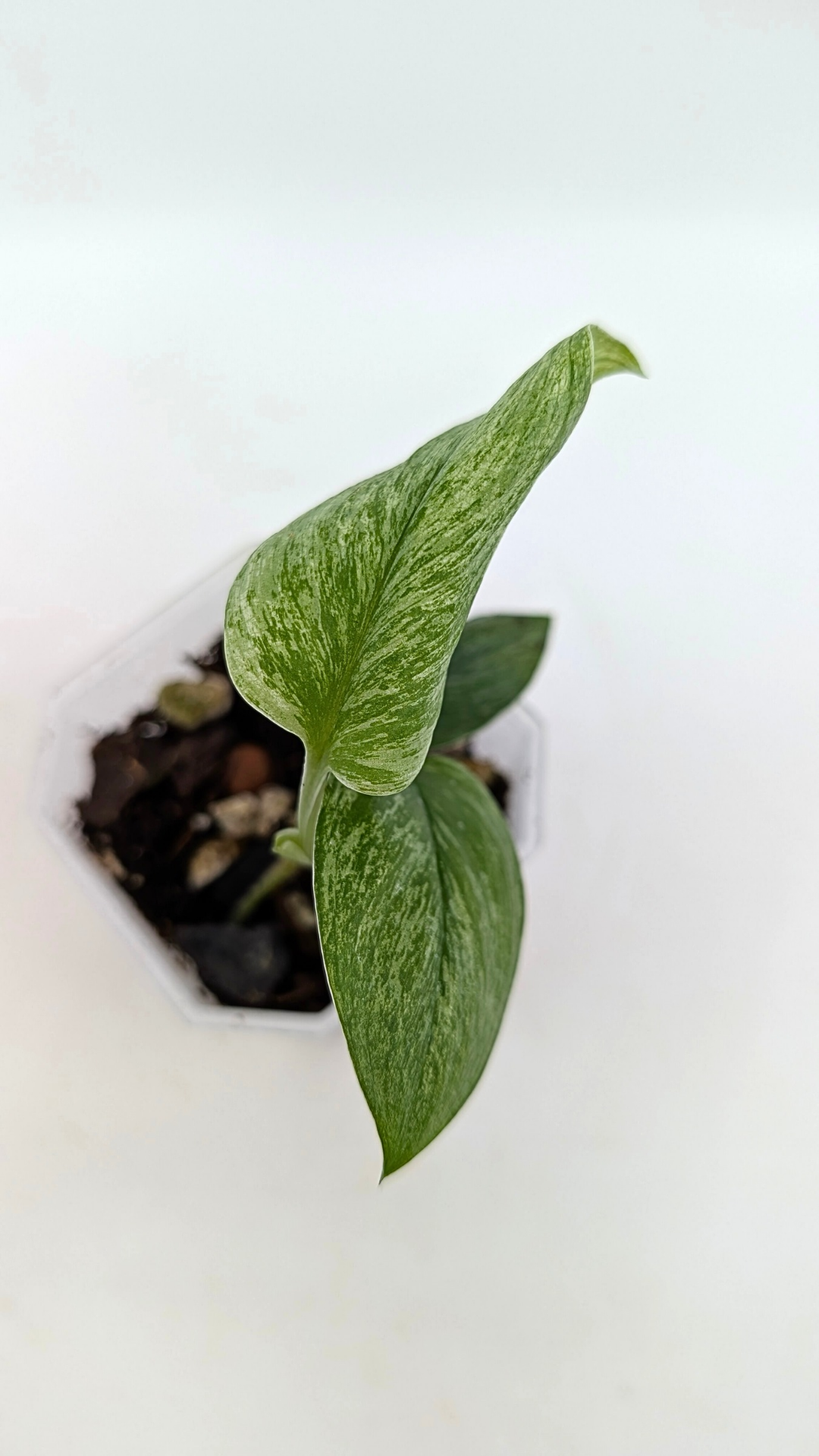 Scindapsus Treubii Moonlight Mint Varigated — The Leaf Gallery