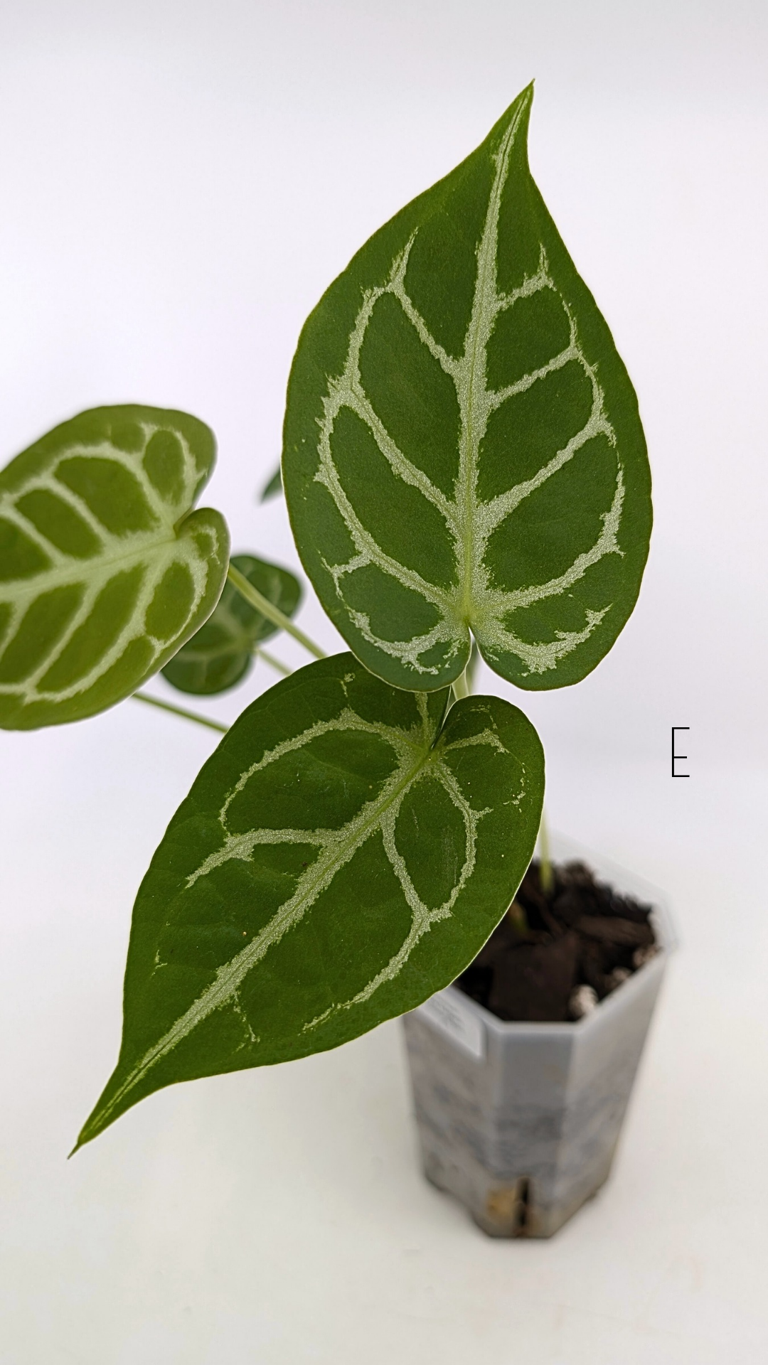 Anthurium Hybrid Dark Forgetii X Silver Blush — The Leaf Gallery