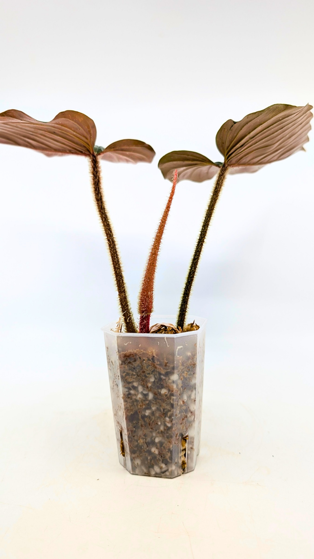 Philodendron Squamicaule Pink — The Leaf Gallery