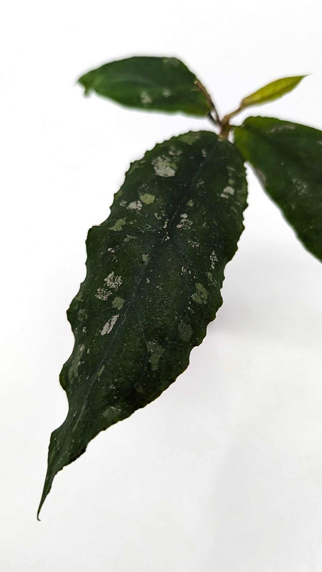 Hoya Undulata — The Leaf Gallery