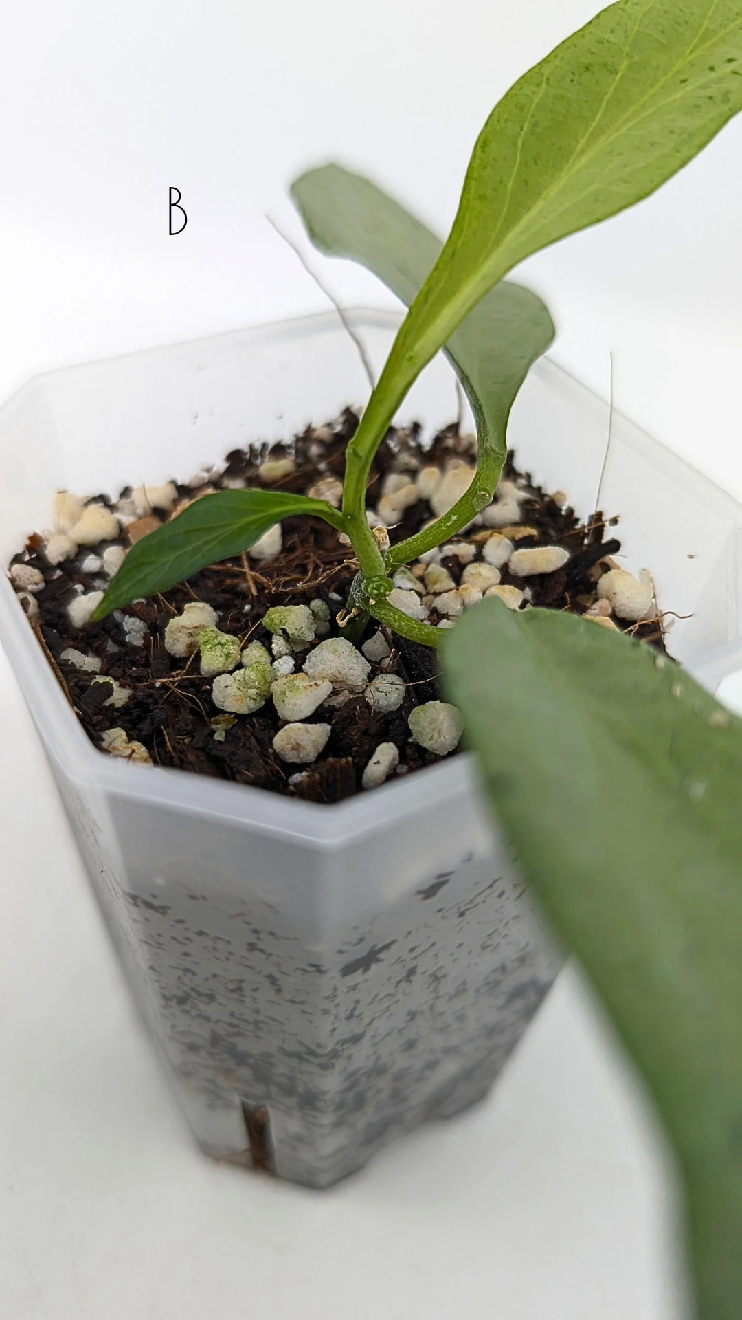 Hoya Nicholsoniae New Guinea Ghost — The Leaf Gallery