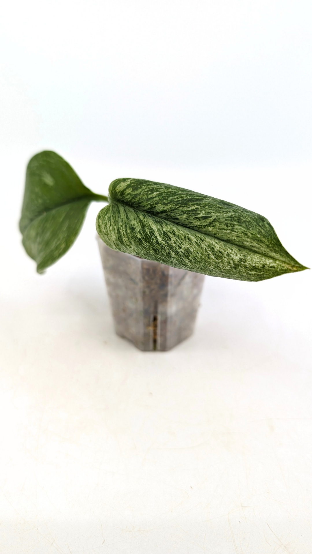 Scindapsus Treubii Moonlight Mint Varigated — The Leaf Gallery