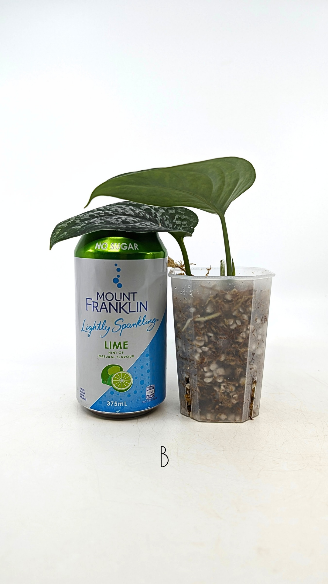 Scindapsus Dark Splash — The Leaf Gallery