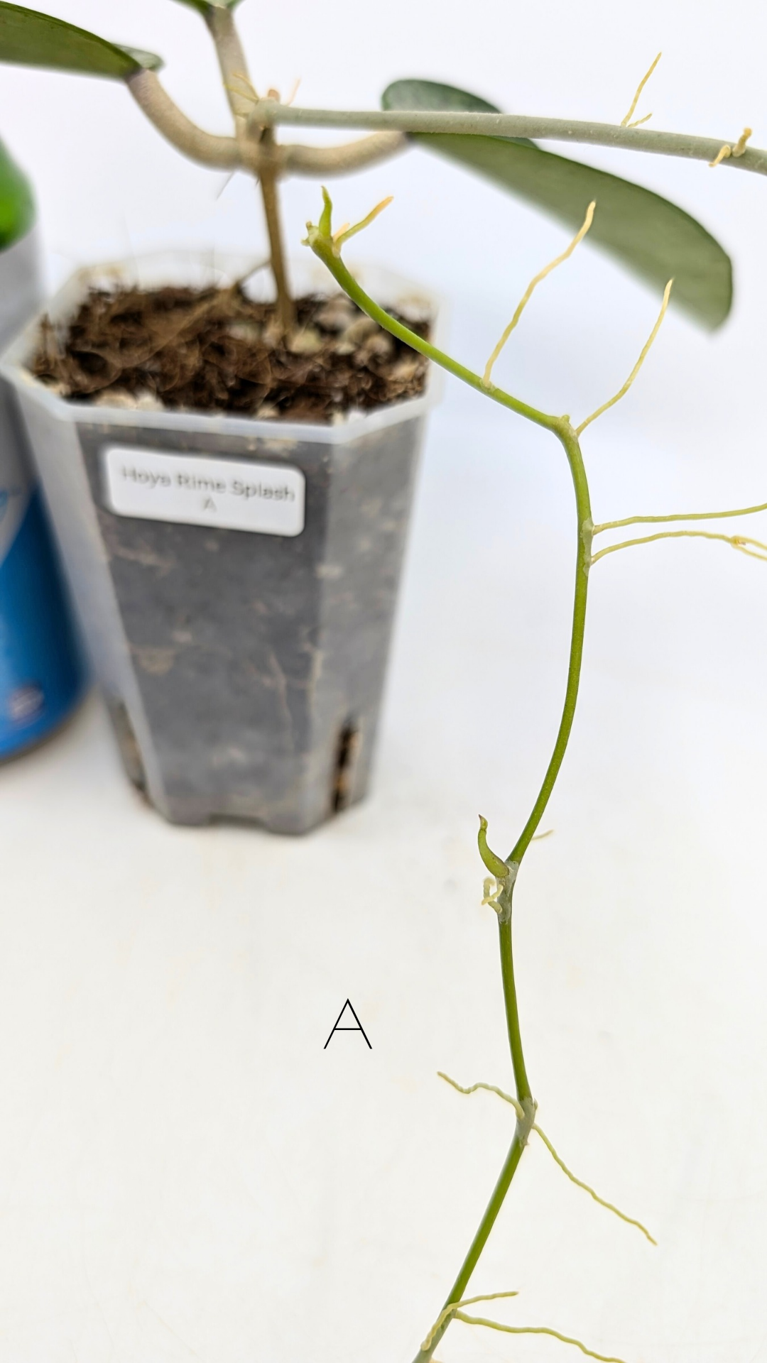 Hoya Rime Splash — The Leaf Gallery