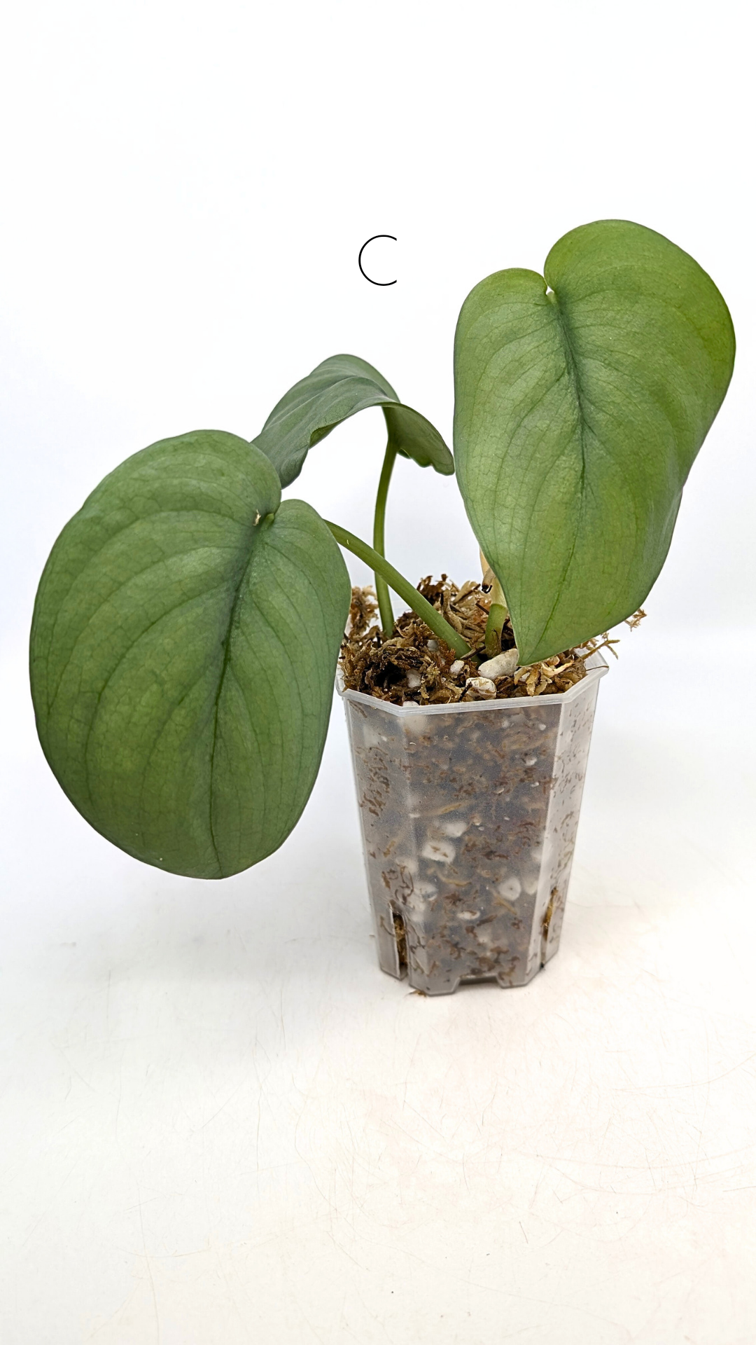 Scindapsus Platinum — The Leaf Gallery