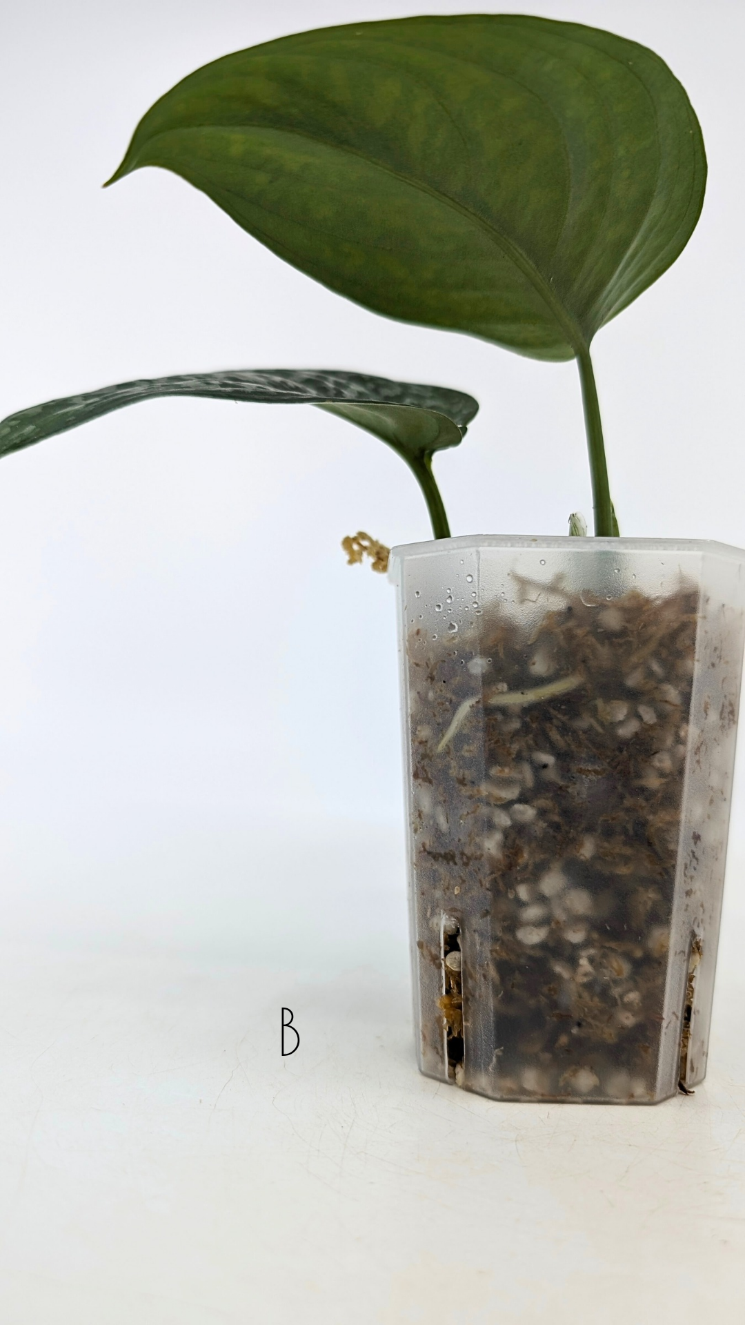 Scindapsus Dark Splash — The Leaf Gallery