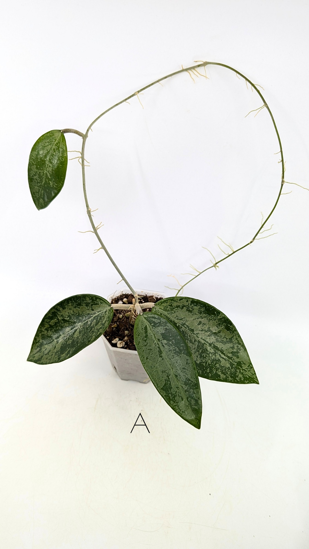 Hoya Rime Splash — The Leaf Gallery