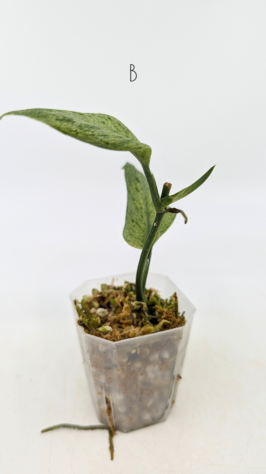 Scindapsus Treubii Moonlight Mint Varigated — The Leaf Gallery