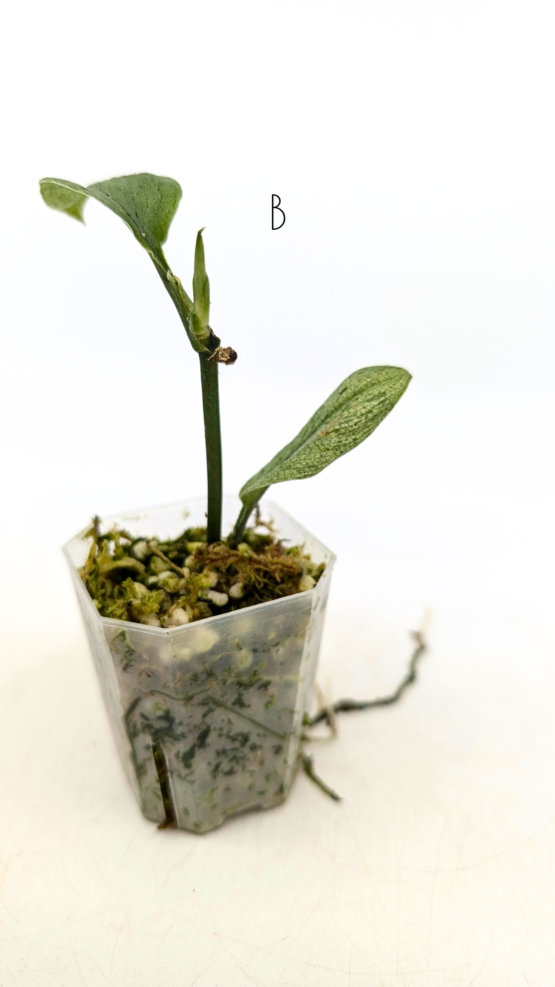 Scindapsus Treubii Moonlight Mint Varigated — The Leaf Gallery